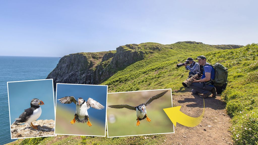 10 pro tips for puffin portraits: take amazing wildlife shots with your ...