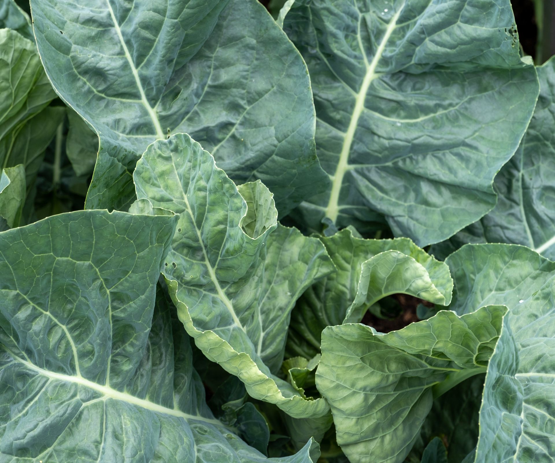 How to grow collard greens - expert tips for thriving plants | Homes ...