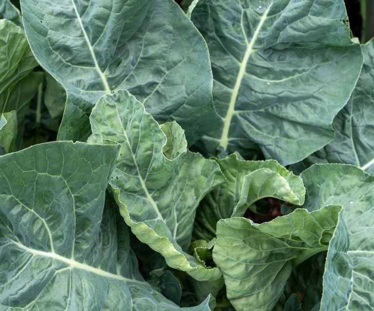 How to grow collard greens - expert tips for thriving plants | Homes ...