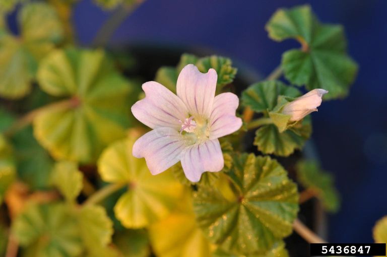 Common Mallow Plants - Growing Common Mallow In Gardens | Gardening ...