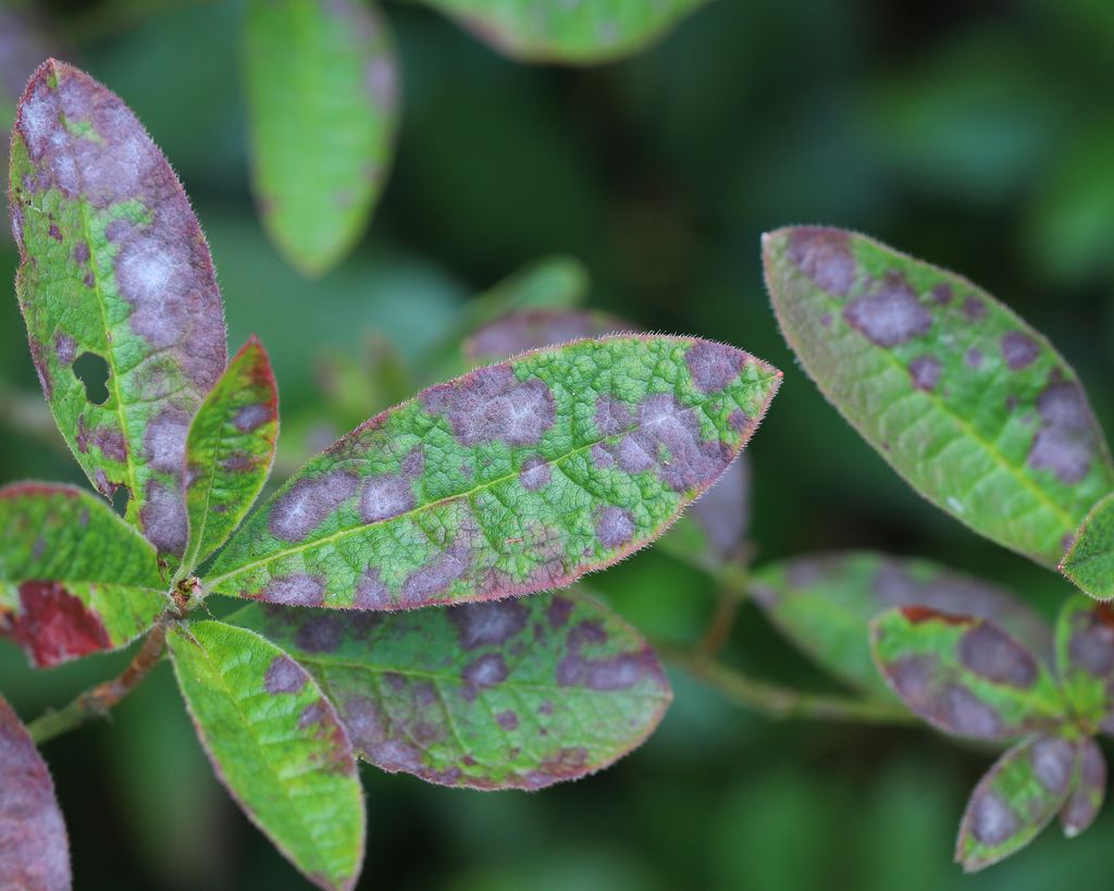 Azalea Leaf Issues – Tackle Leaf Drop And Foliage Problems | Gardening ...