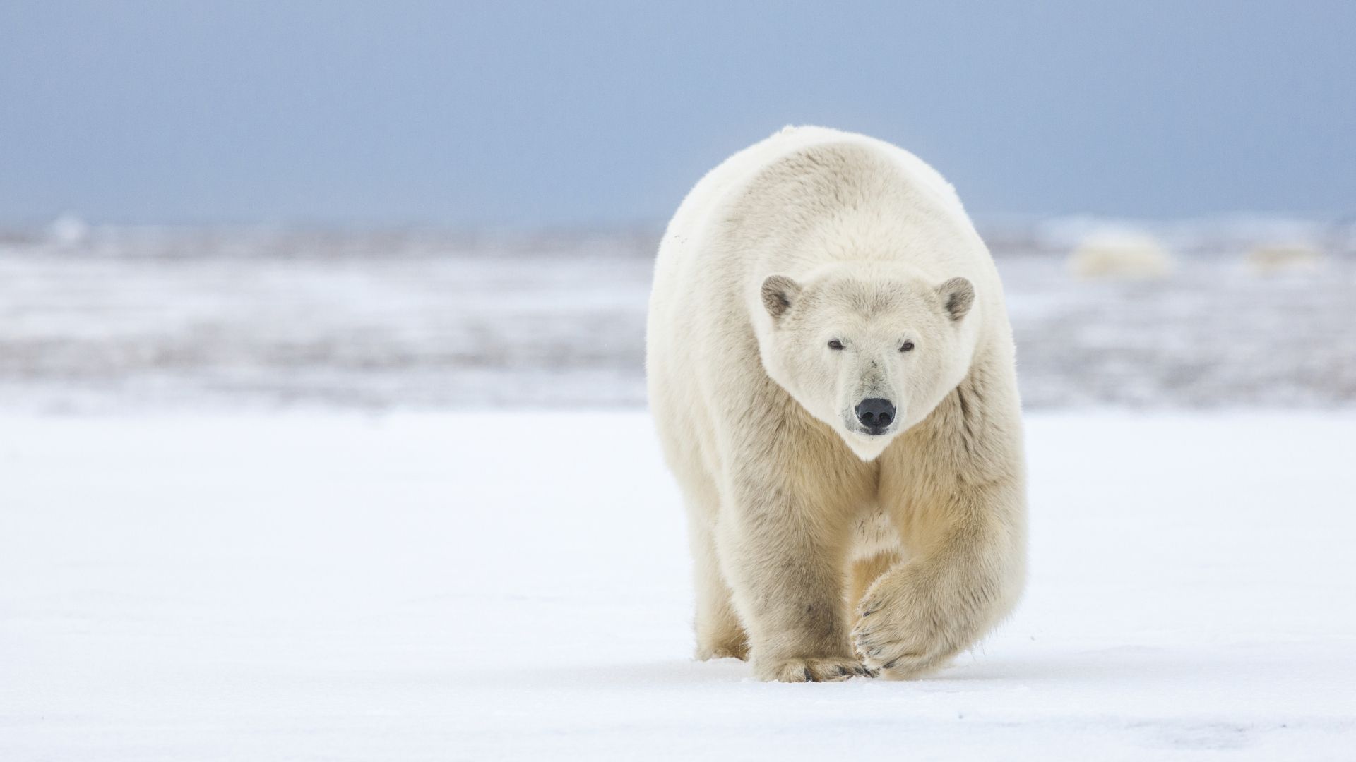 “Grolar bears” – grizzly-polar bear hybrids remain rare despite global ...