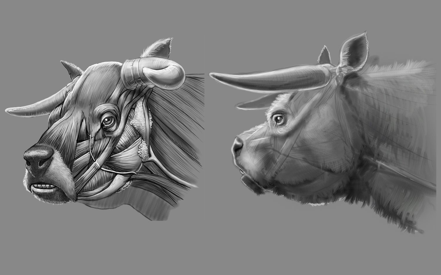 Flat-Faced Cow Had Bulldog Skull, But No Breathing Troubles | Live Science
