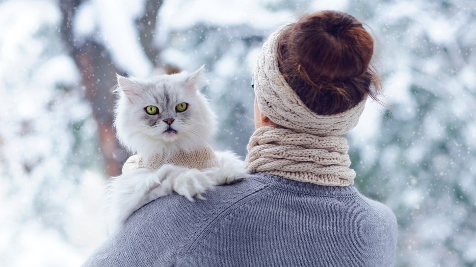 32 best cat breeds for cold climates | PetsRadar