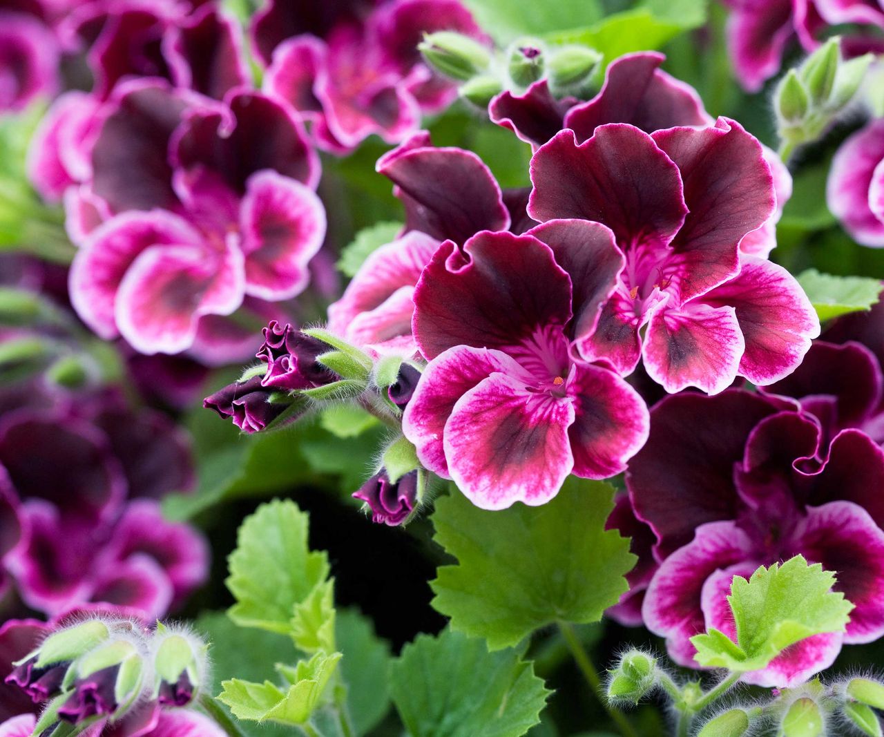 How to fertilize geraniums: pro tips for flourishing blooms | Homes and ...
