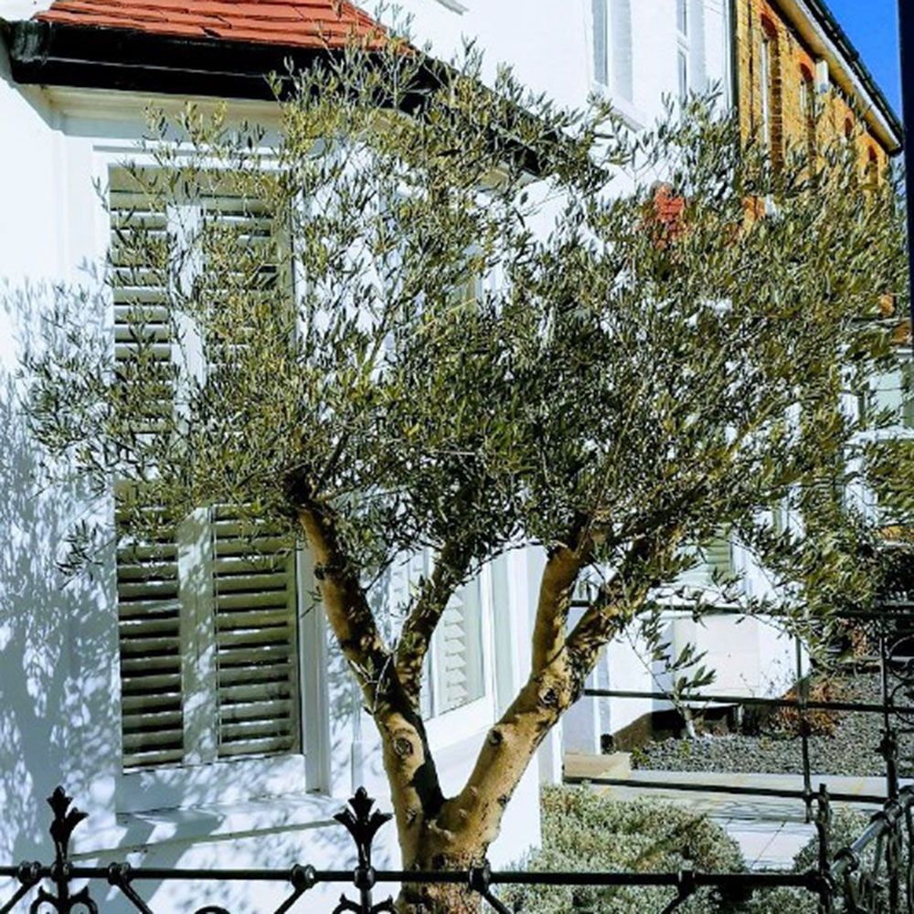 Do you know the tree values in your garden? Some are worth £8.5k ...