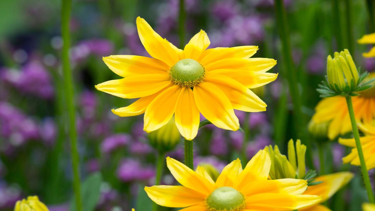 How to grow rudbeckia: tips for endless summer to fall flowers | Homes ...
