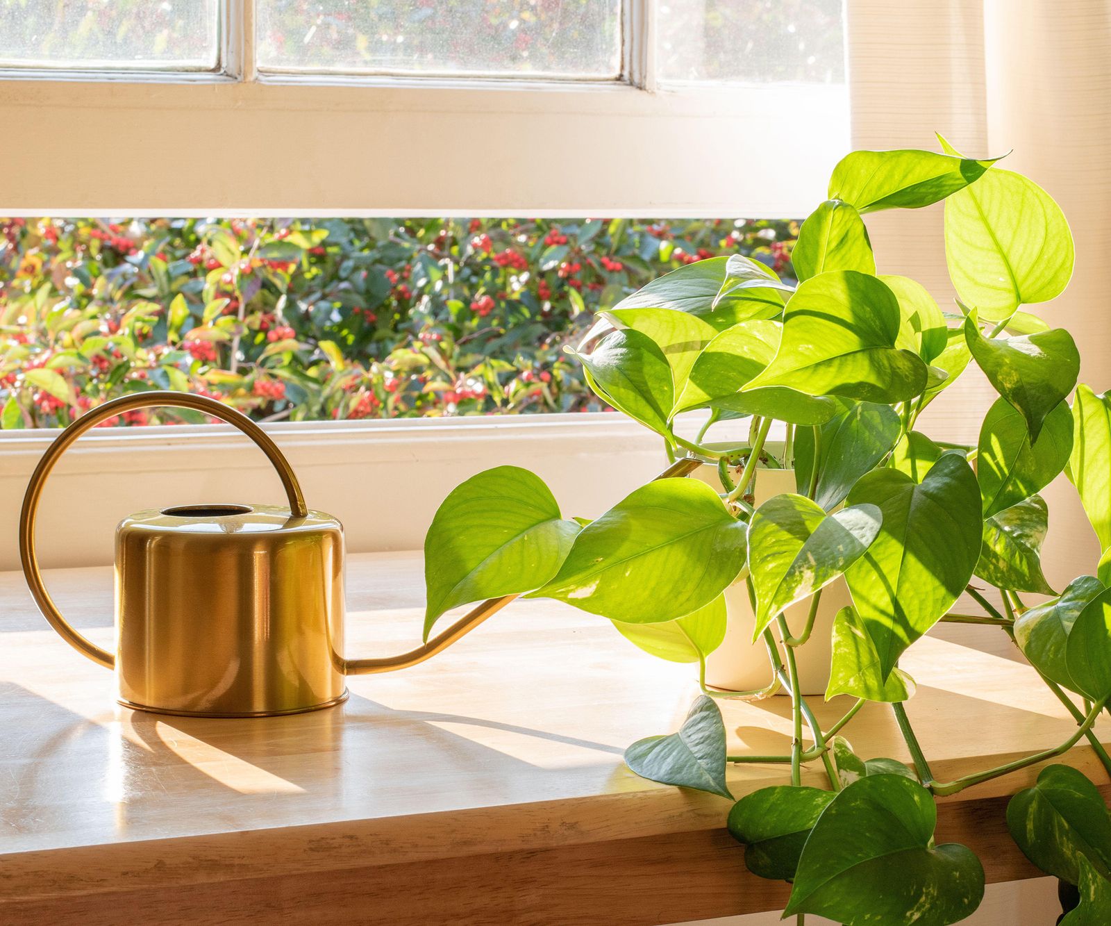 How to repot a pothos: a step-by-step expert guide | Homes and Gardens