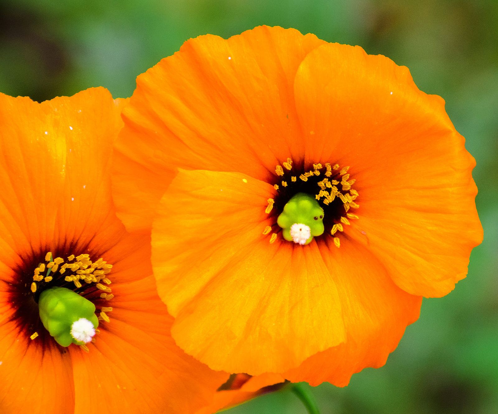 Type of poppies: 16 of the most beautiful annual varieties | Homes and ...
