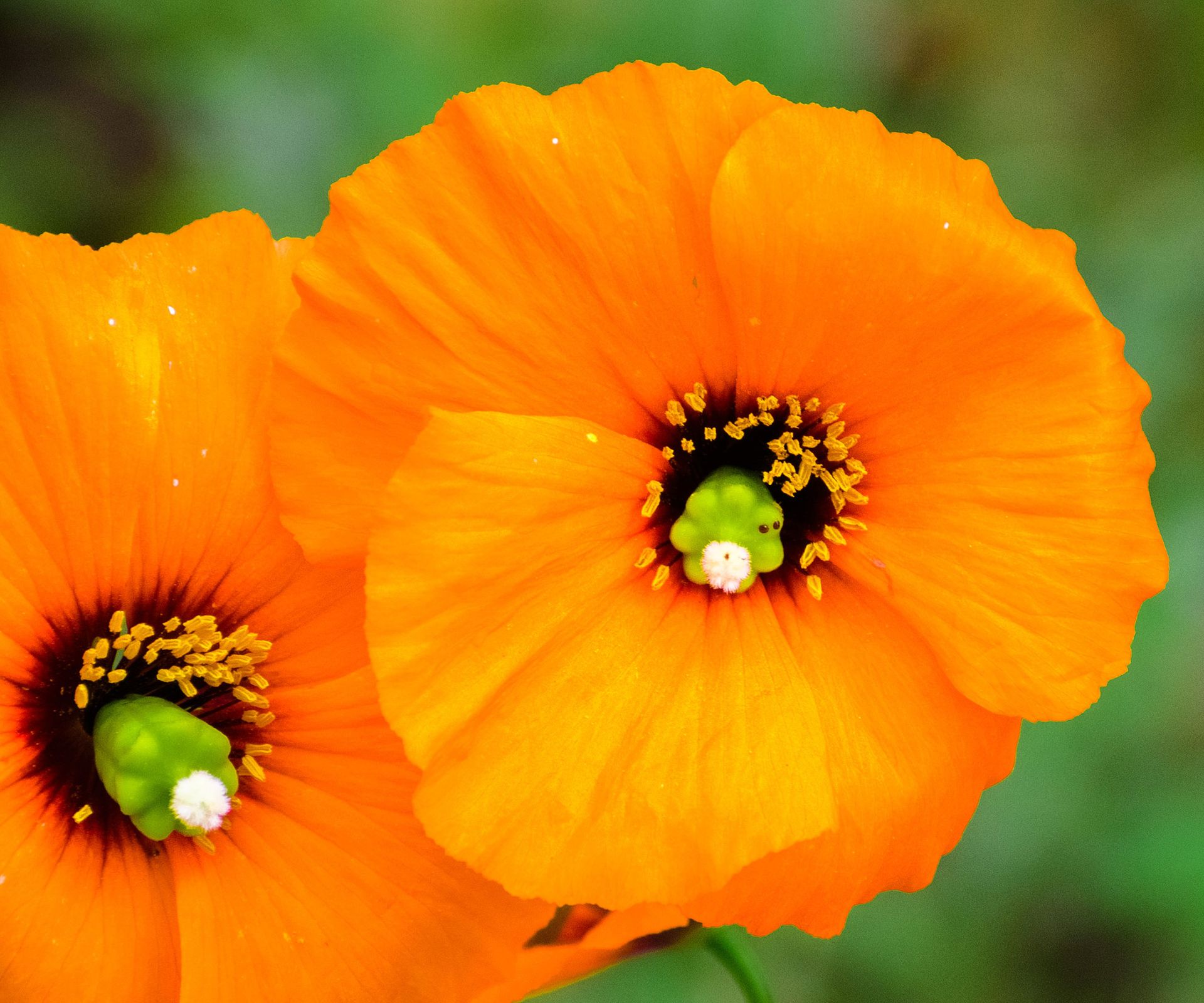 Type of poppies: 16 of the most beautiful annual varieties | Homes and ...