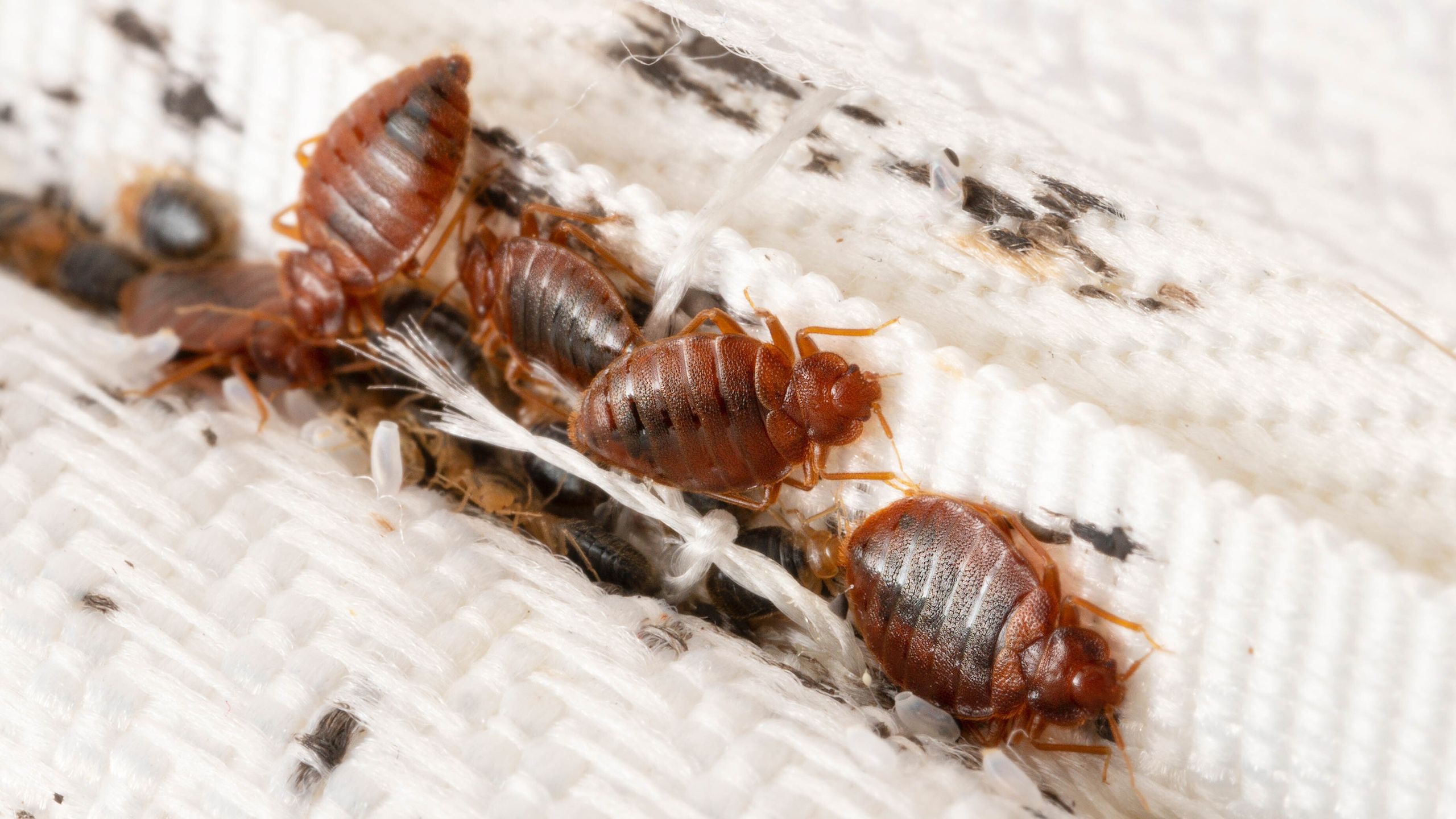 How to use diatomaceous earth to kill bed bugs | Tom's Guide
