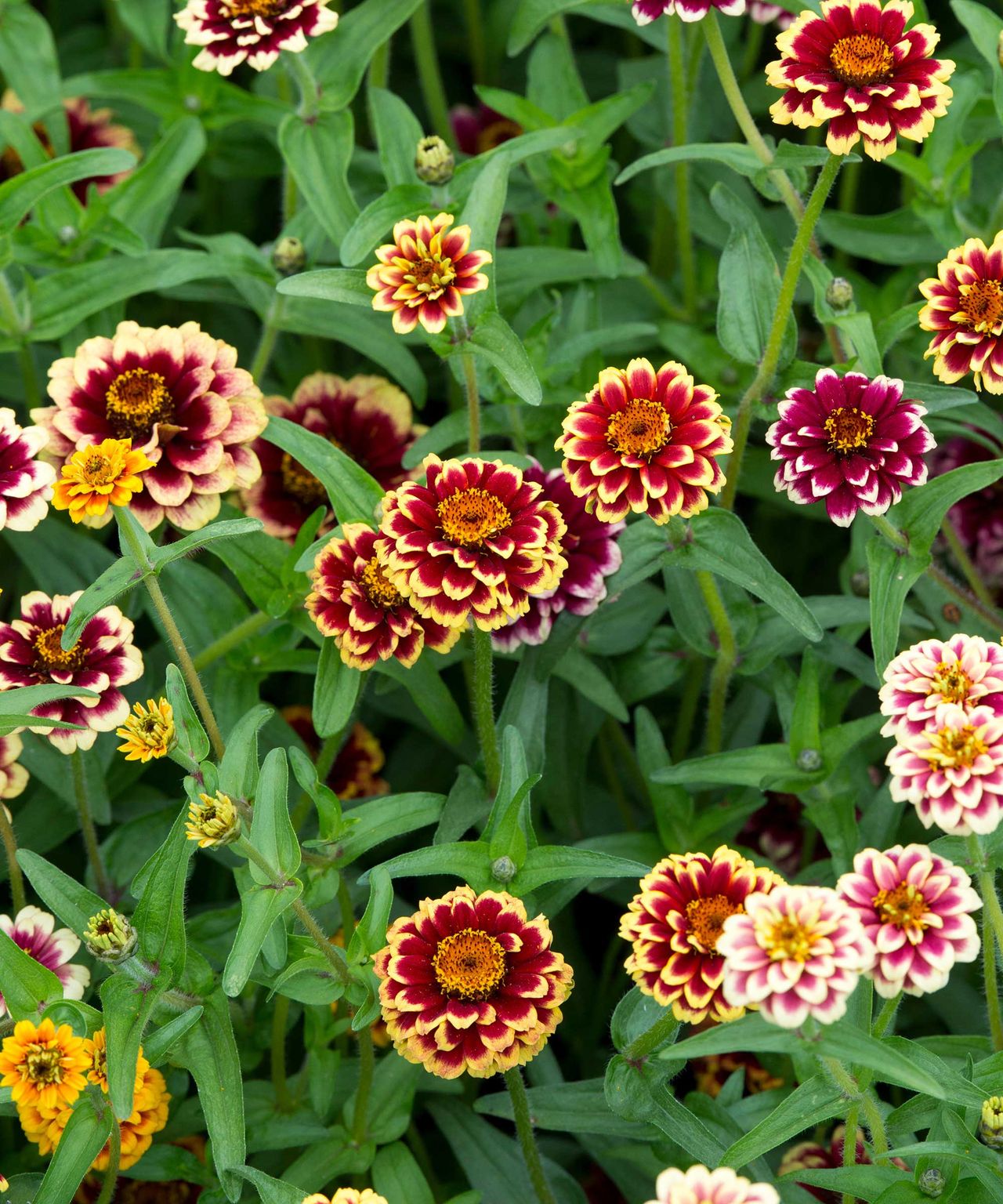 Best annual flowers: 10 bright and beautiful garden blooms | Homes and ...