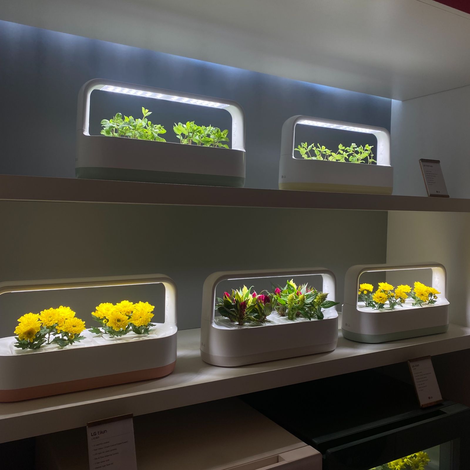 The LG tiiun indoor garden is perfect for year-round growth | Ideal Home