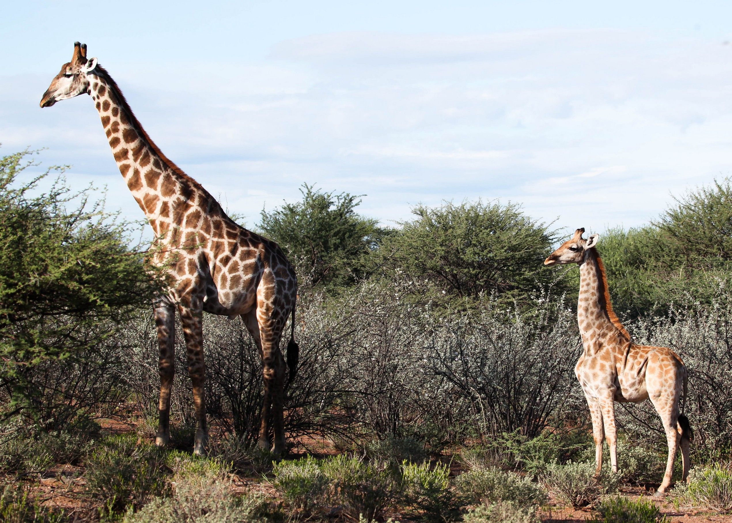 Dwarf giraffes were just discovered, and they're adorable | Live Science