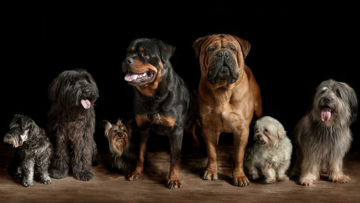 Collared by Chris Pearson: a 'fascinating' history of dogs | The Week