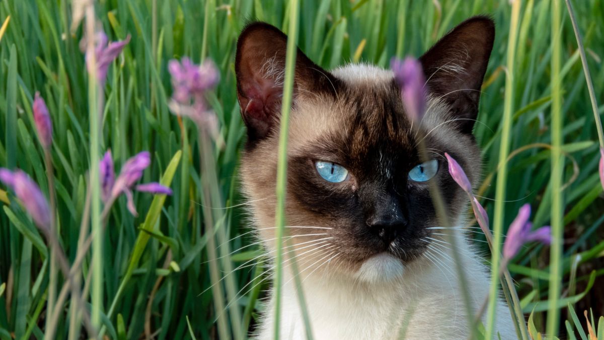 Best cat breeds for dog owners | PetsRadar
