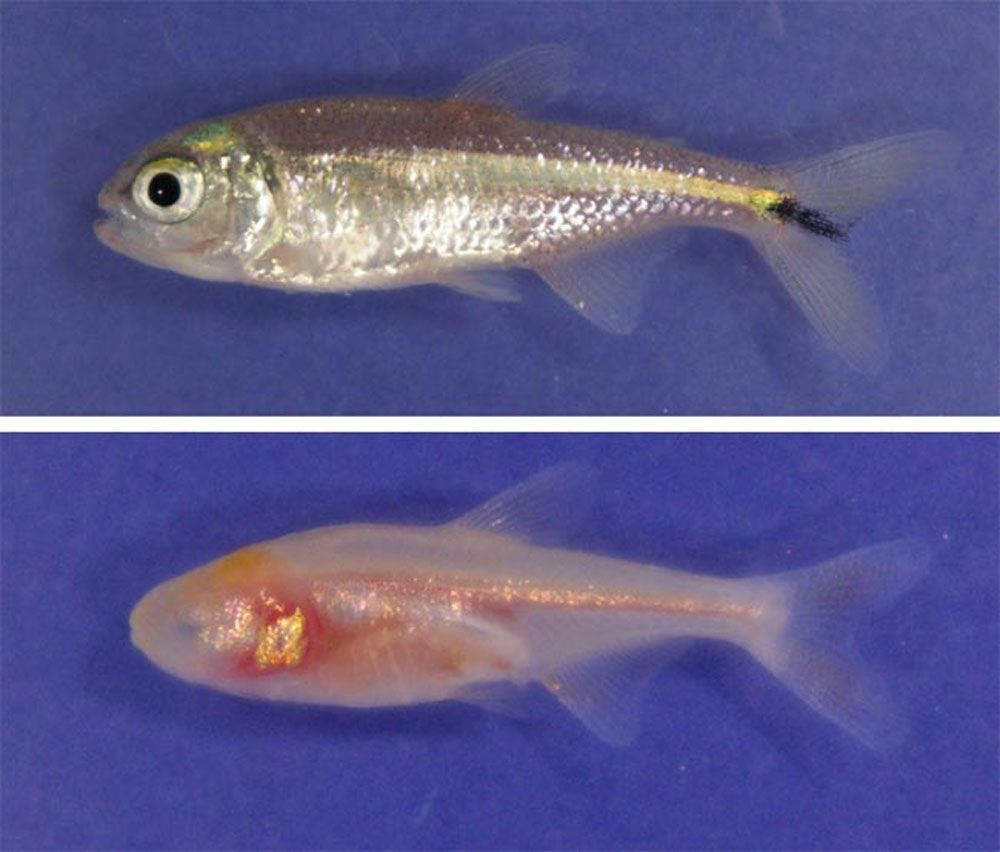 In Images: The Extraordinary Evolution of 'Blind' Cavefish | Live Science