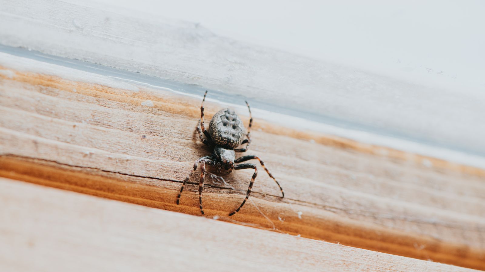 How to keep spiders out of your house | Homebuilding