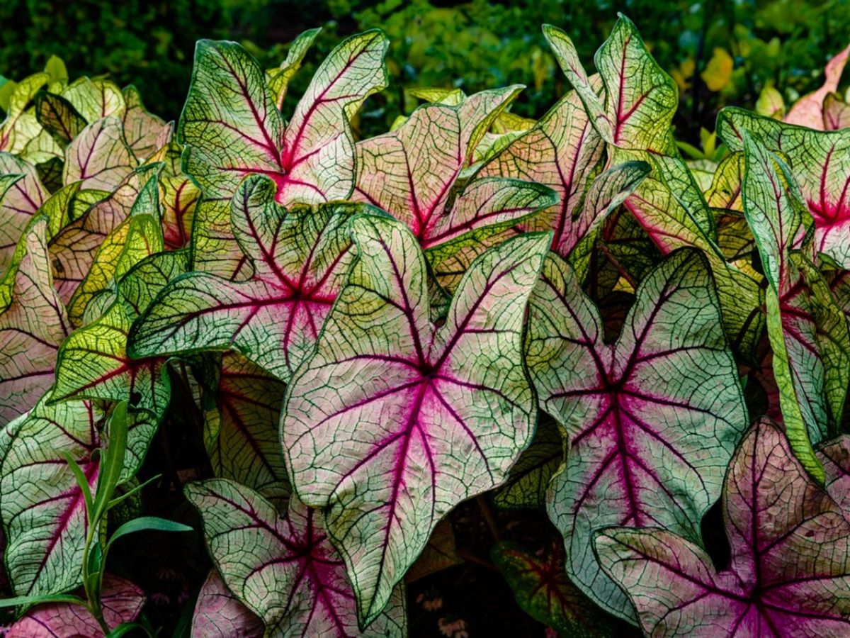 Common Problems With Caladium: Tips On Preventing Caladium Problems ...