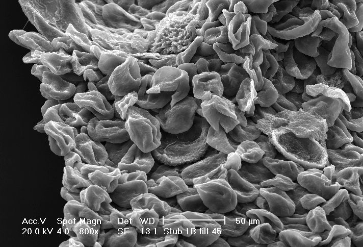 In Photos: Fossil Forest Unearthed in the Arctic | Live Science