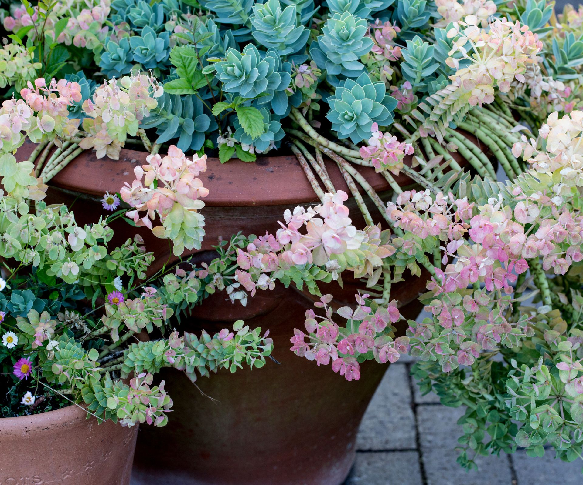 low maintenance plants for pots: 7 resilient varieties | Homes and Gardens