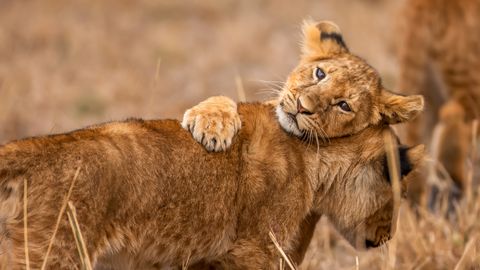 32 animals that act weirdly human sometimes | Live Science