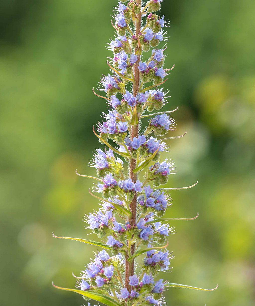 Tall flowers: 12 varieties to add height and drama | Gardeningetc