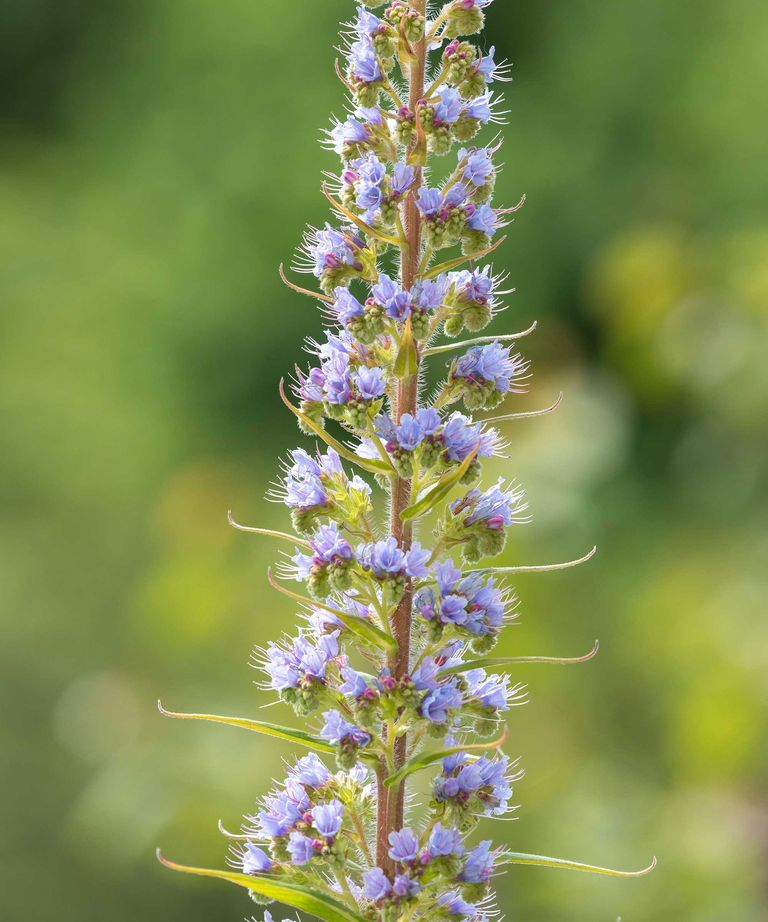 Tall flowers: 12 varieties to add height and drama | Gardeningetc