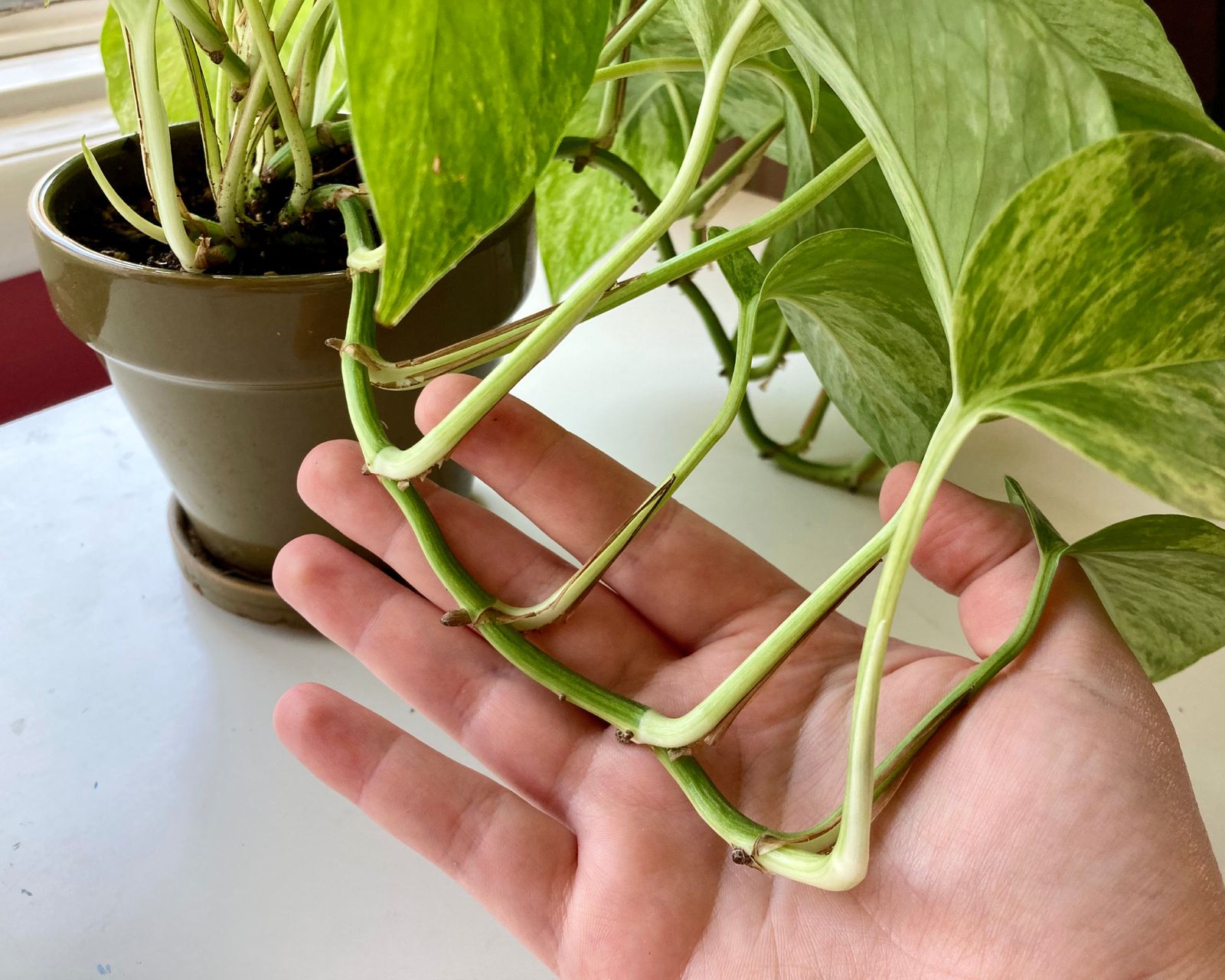 How To Propagate Pothos Plants: A Simple How-To Guide | Gardening Know How