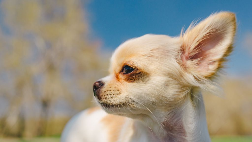 32 fun facts about Chihuahuas | PetsRadar