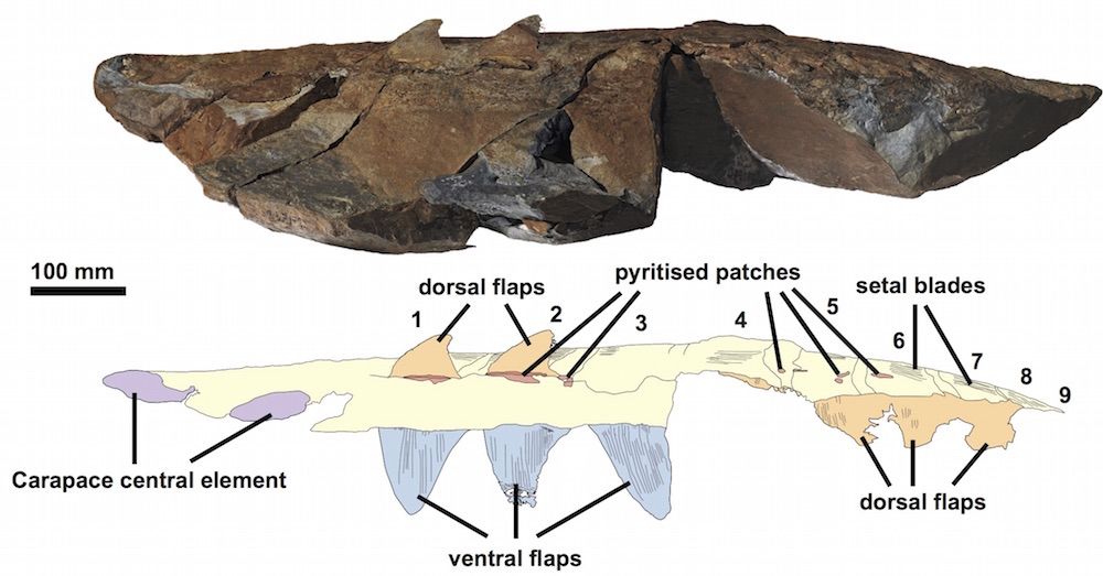 Photos: Ancient Sea Monster Was One of Largest Arthropods | Live Science