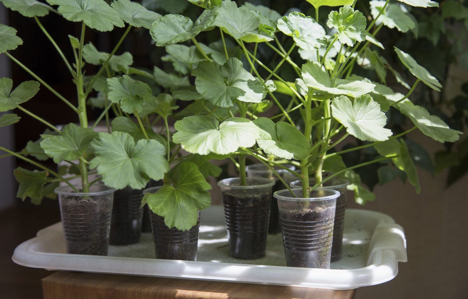 Taking Geranium Plant Cuttings: Tips On Starting Geraniums From ...