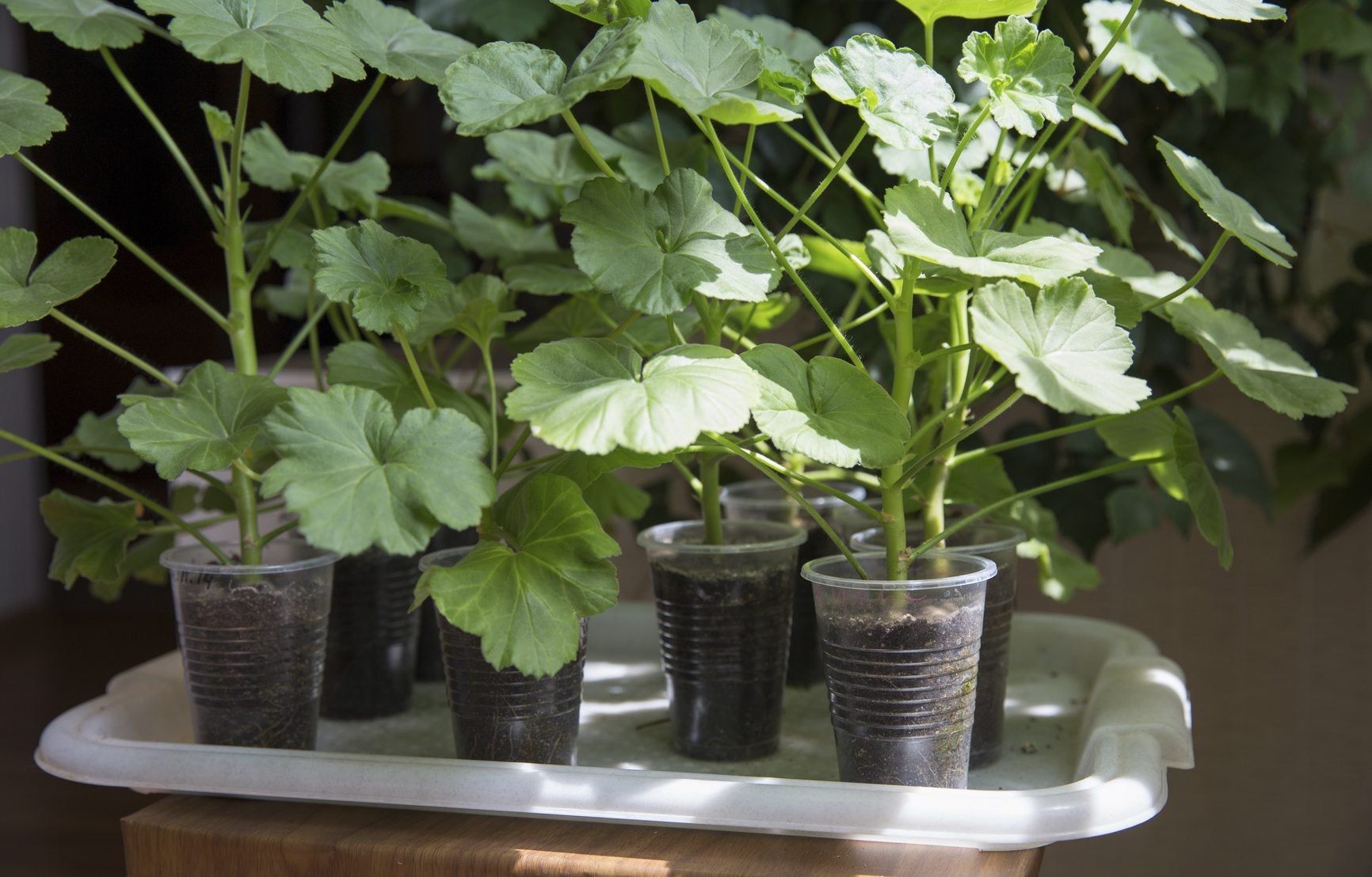Taking Geranium Plant Cuttings: Tips On Starting Geraniums From ...