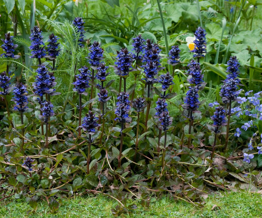 Best ground cover plants to hide tree roots: 5 expert picks | Homes and ...