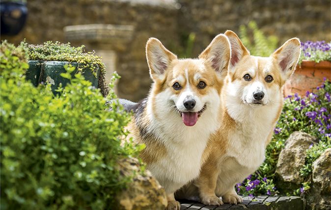 7 fabulous facts about The Queen's corgis | Country Life