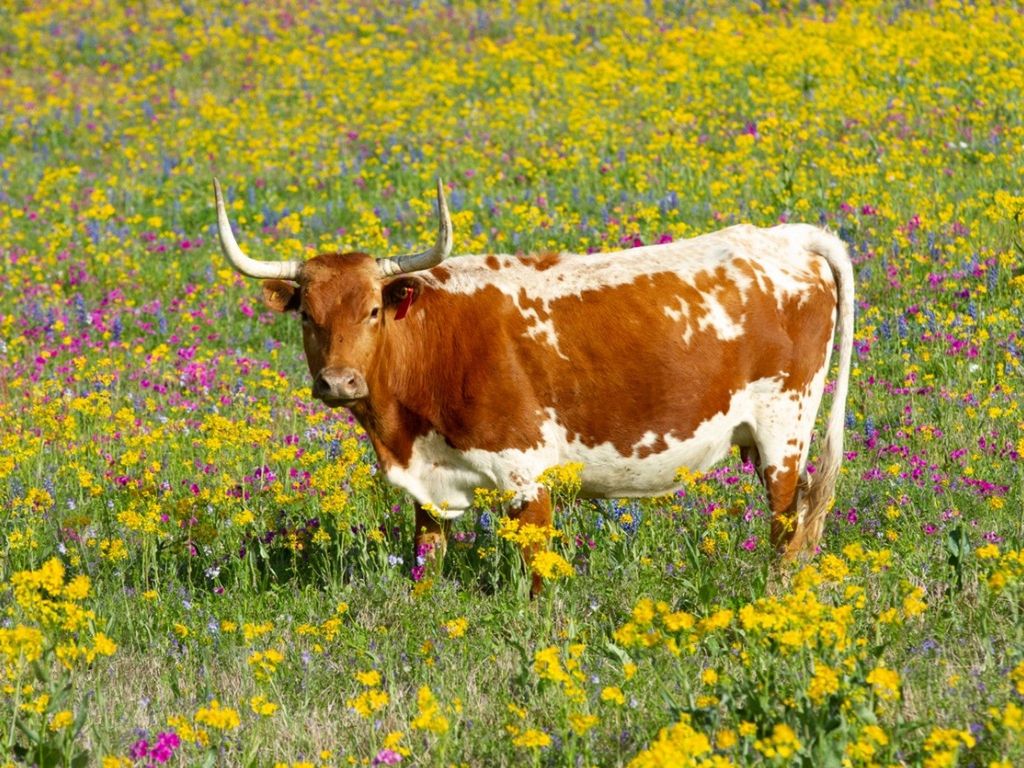 Best Full Sun Plants For Texas Gardens | Gardening Know How