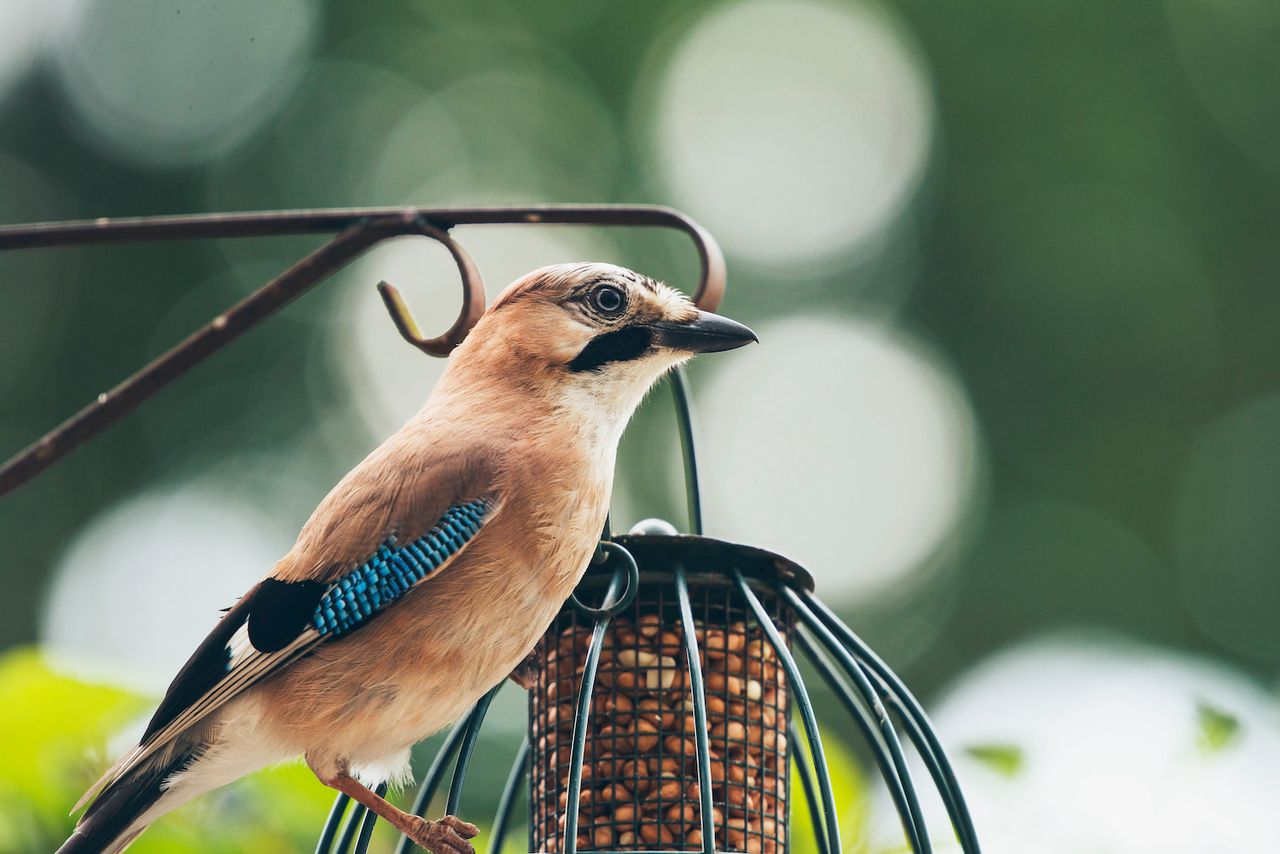How to Keep 'Bully' Birds Away From Feeders | Livingetc