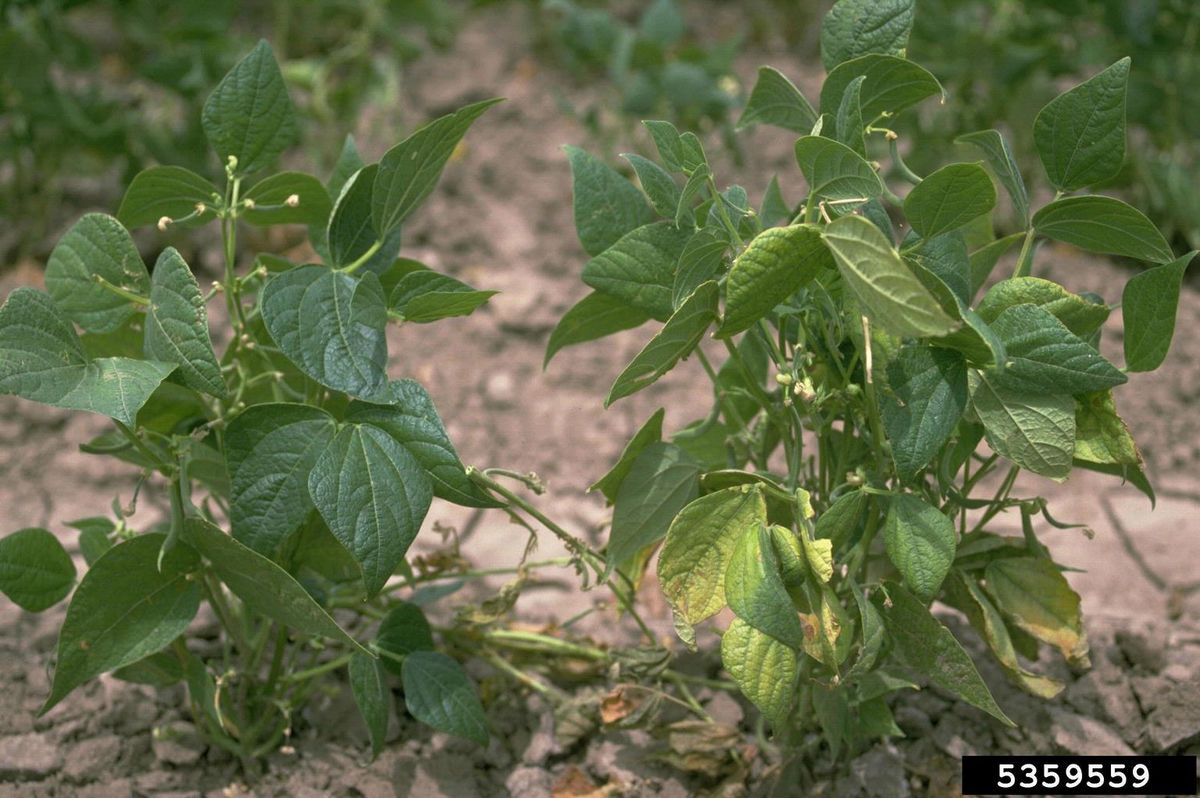 Identifying Bean Root Diseases - How To Manage Fungus On Bean Plants ...