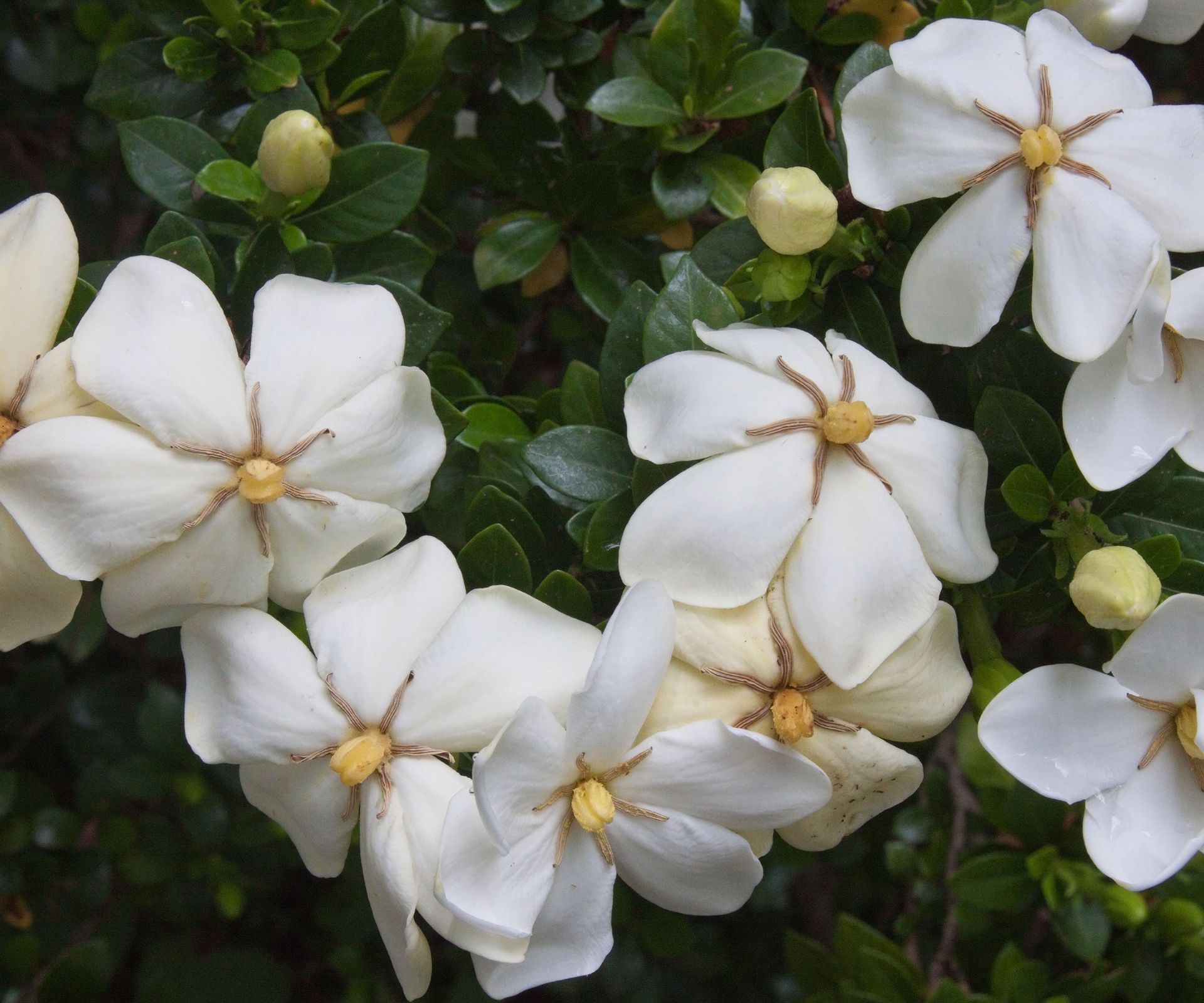 How to care for gardenia indoors: expert advice | Homes and Gardens