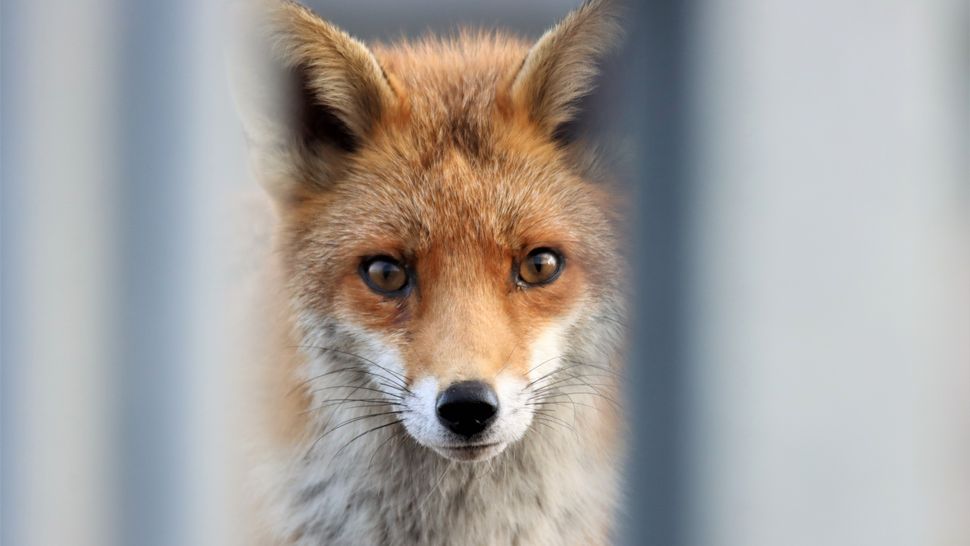 6 wildlife photography tips from a pro | Advnture