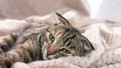 Cat scooting: It is normal or a sign of a problem? A vet explains ...