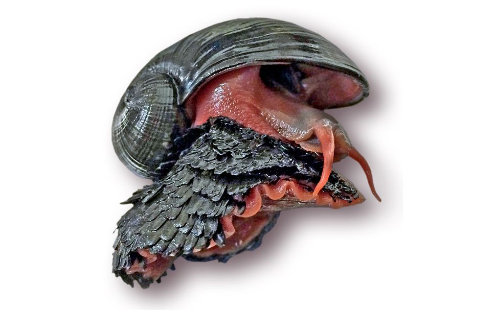 This Iron-Shelled Snail Is Totally Metal … And Now It’s Endangered ...