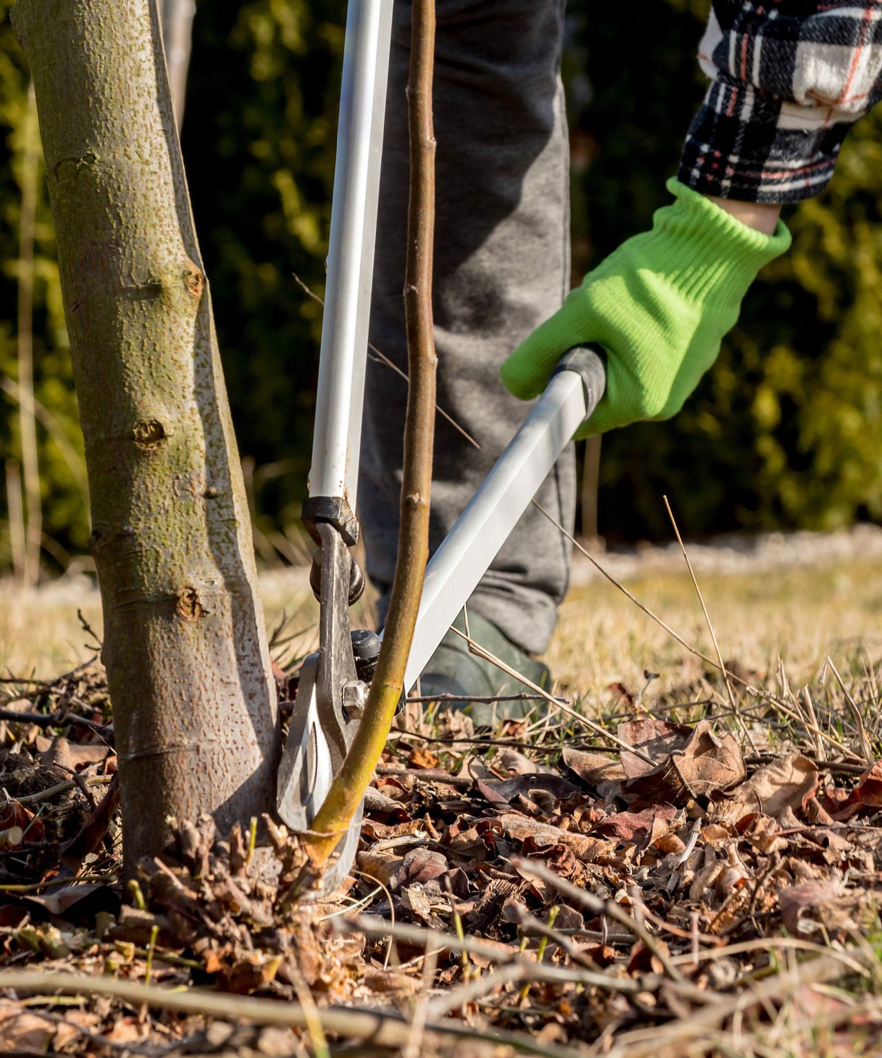 How to prune crabapple trees - expert trimming tips | Homes and Gardens