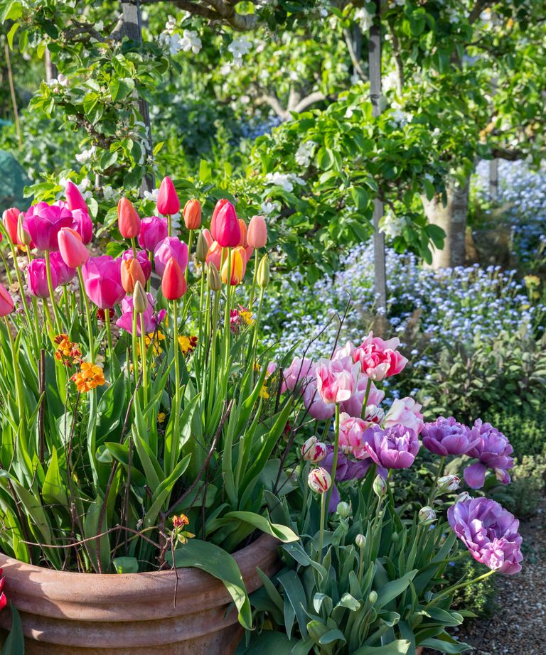 How to plant bulbs: expert tips for every type of bulb | Homes and Gardens