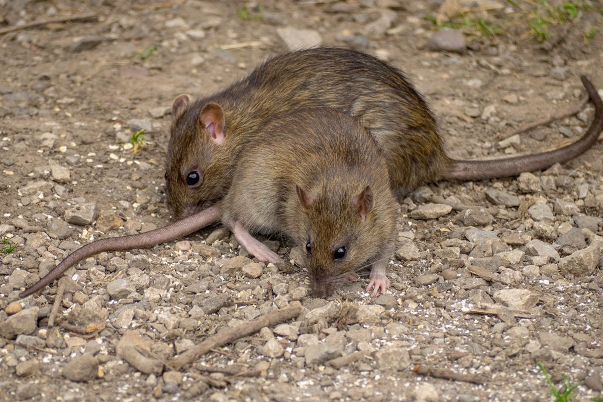 Cats and Lizards and Monkeys, Oh My! 9 Islands Ruled by Animals | Live ...