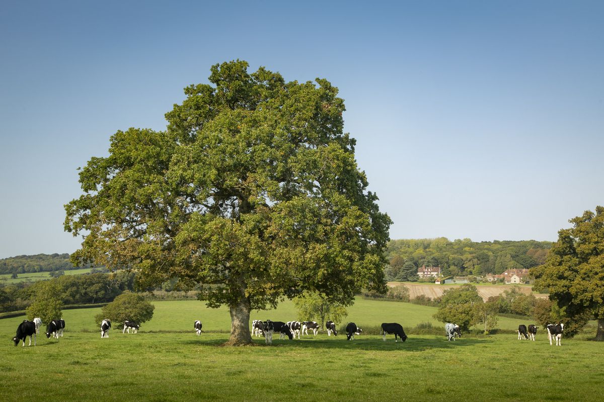 10 pro tips for tremendous treescapes: take amazing tree landscapes ...