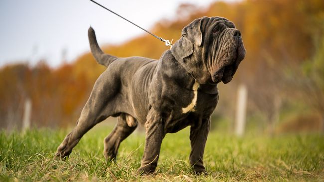 11 different types of Mastiff breeds from across the world | PetsRadar