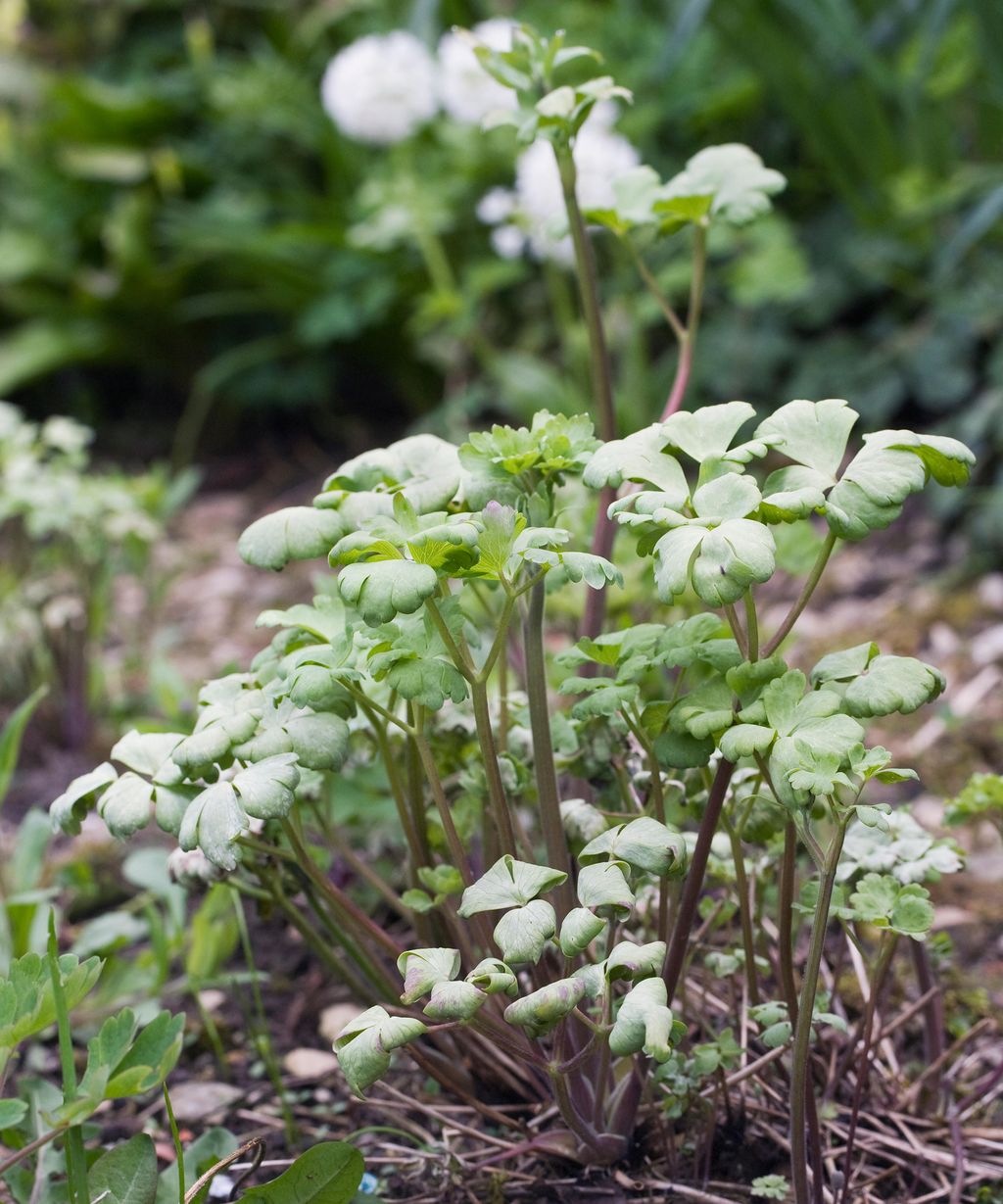 Columbine care and growing guide: expert tips on aquilegia | Gardeningetc