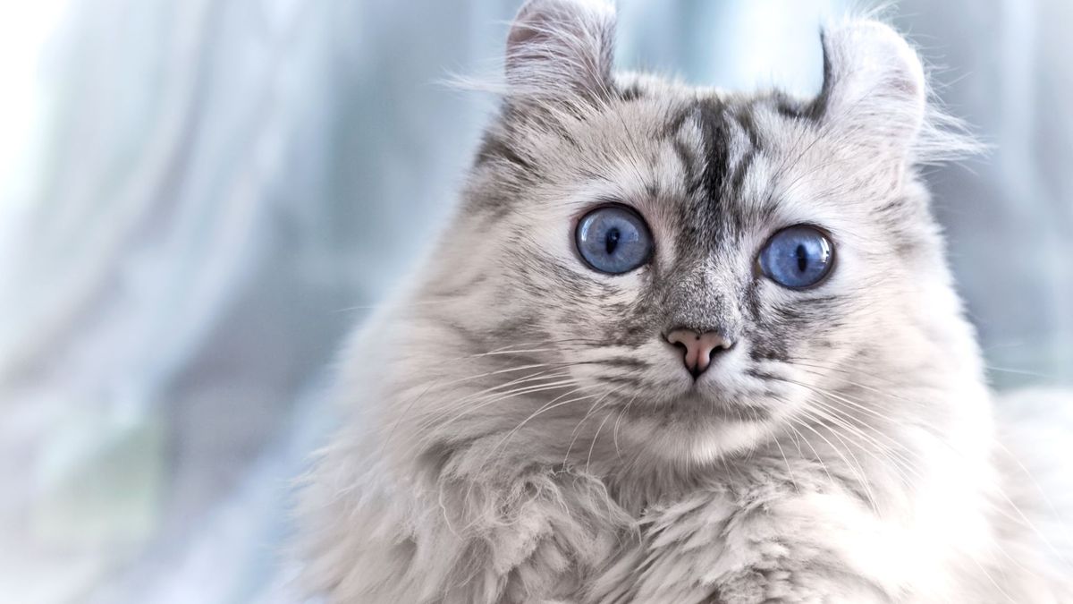 American Curl: Breed profile and information | PetsRadar