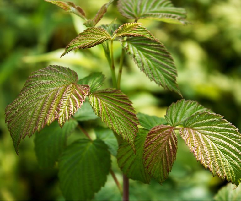 Phosphorus deficiency in plants: Everything you need to know | Homes ...